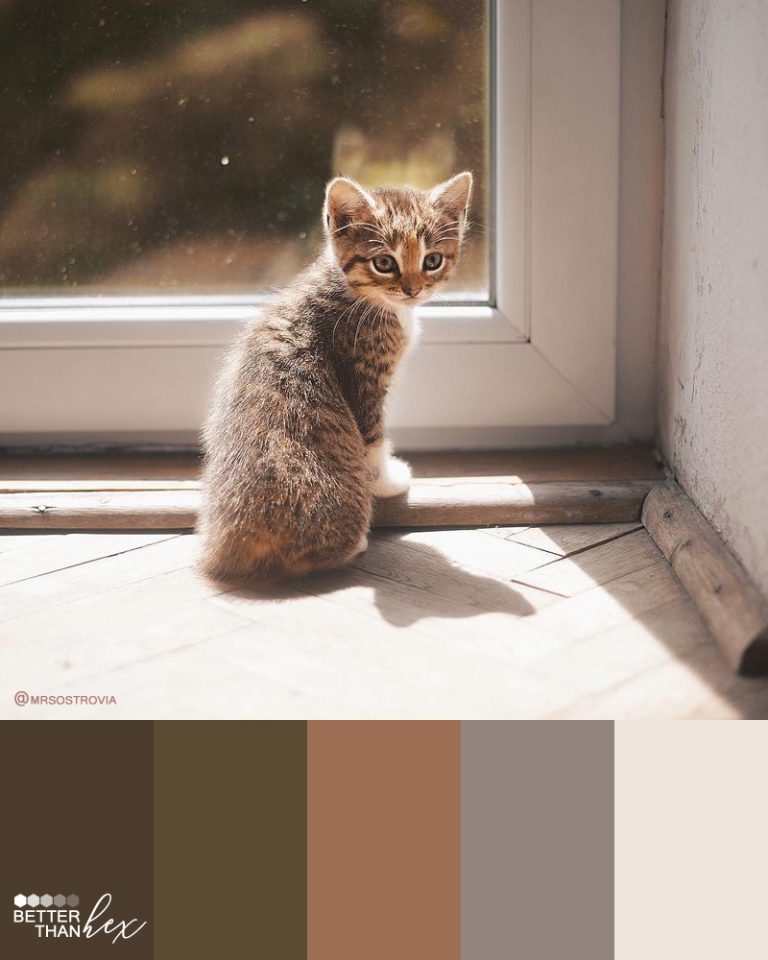 Kitten Colors – Better Than Hex – Color Palette Inspiration
