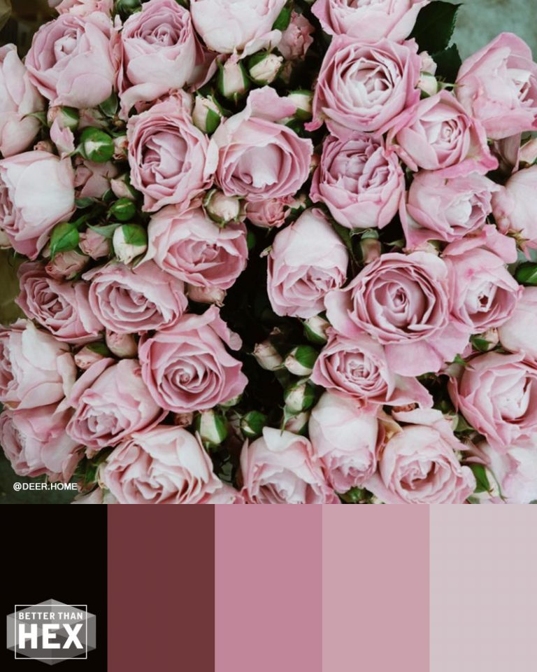 Roses – Better Than Hex – Color Palette Inspiration